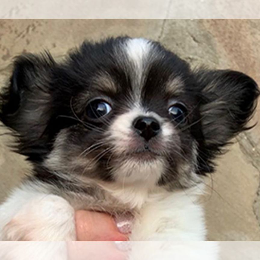 Чихуахуа щенок девочка