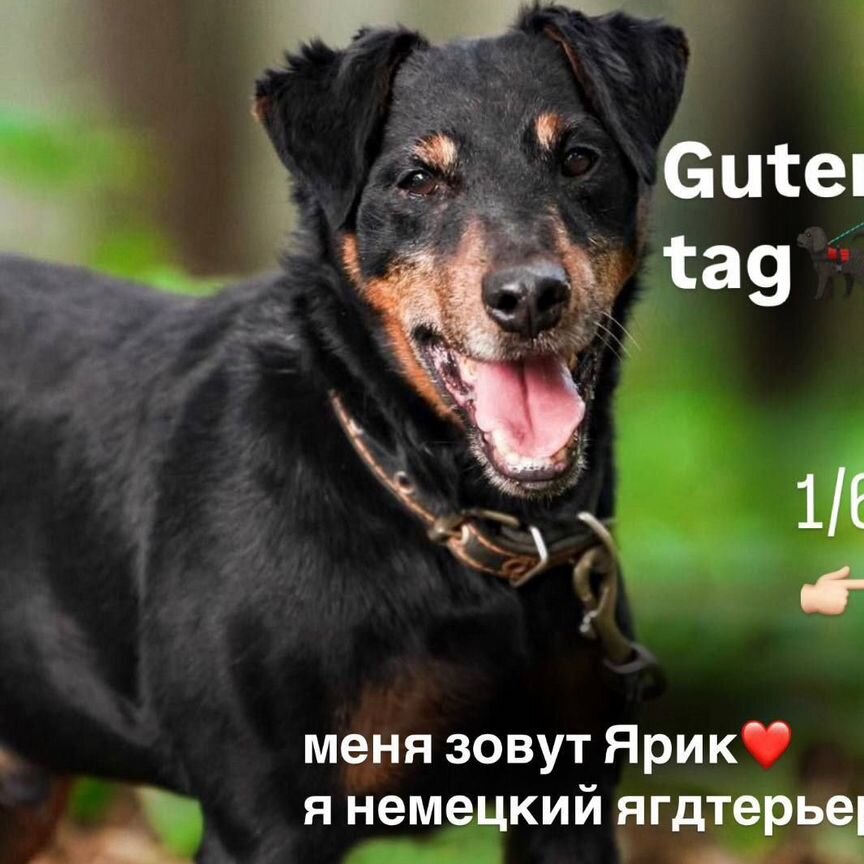 Взрослый пёс в добрые руки