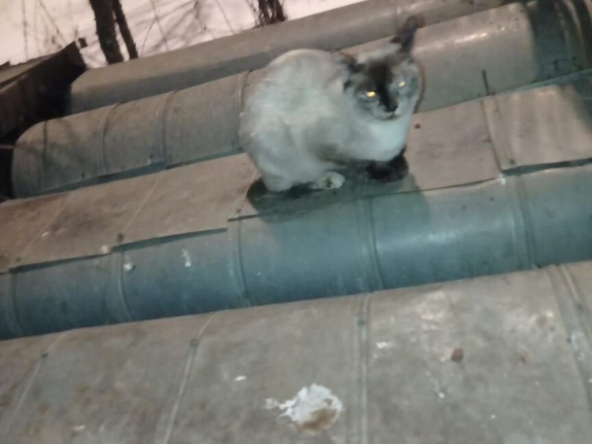 Кошечку сиамочку выбросили на улицу