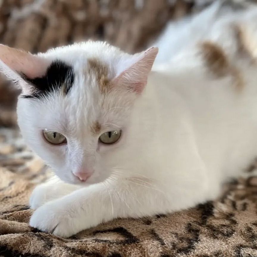 Взрослая, кошка в добрые руки