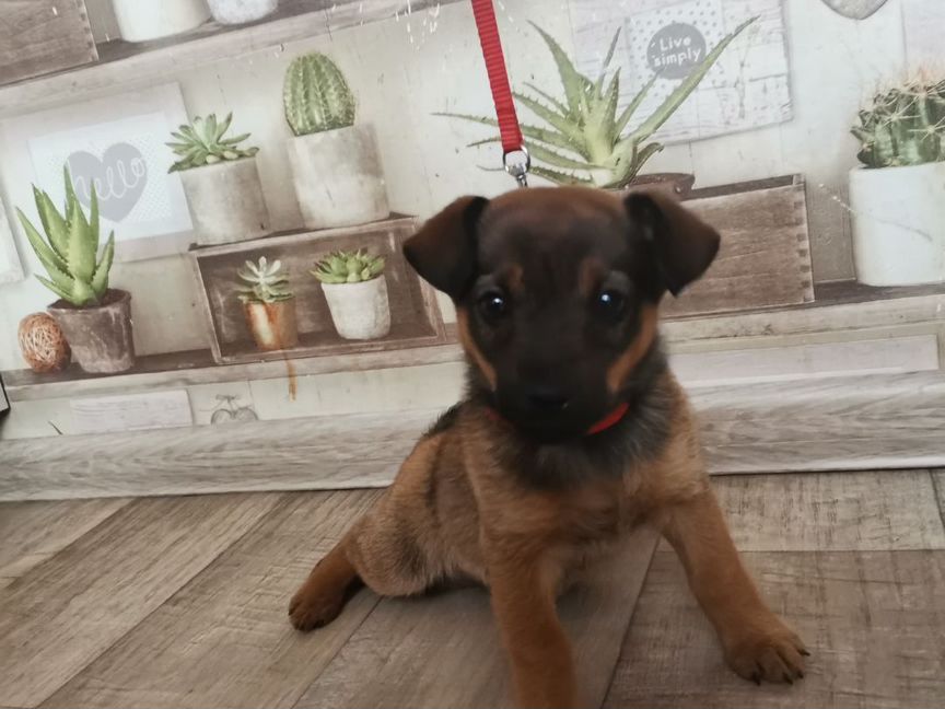 Щенки мелких пород