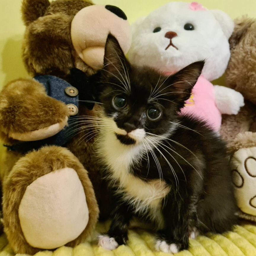 Котёнок