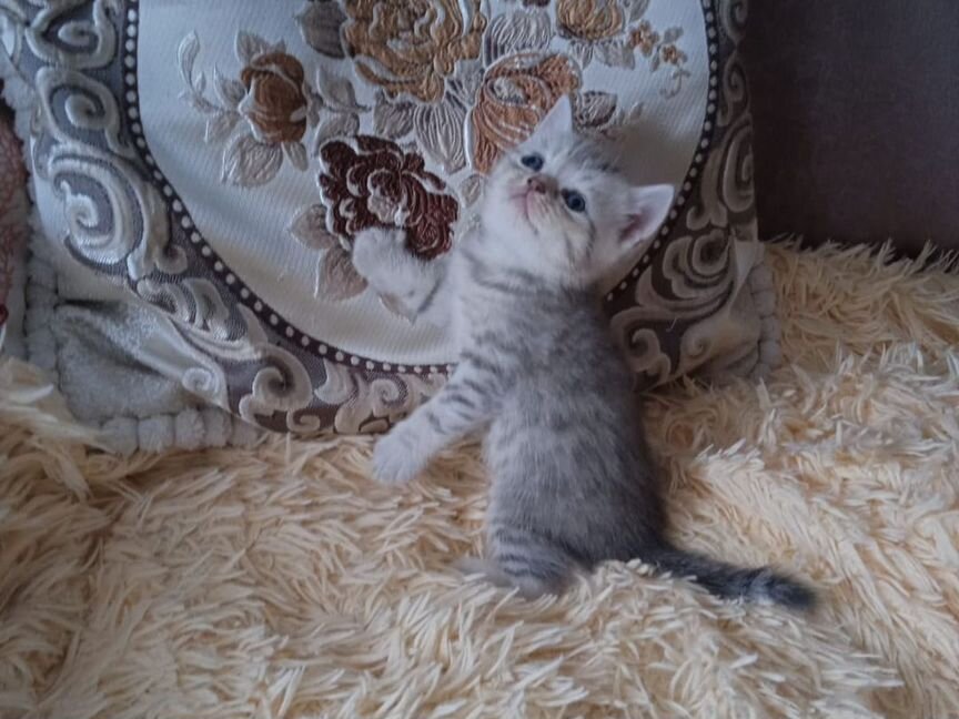 Шотландская