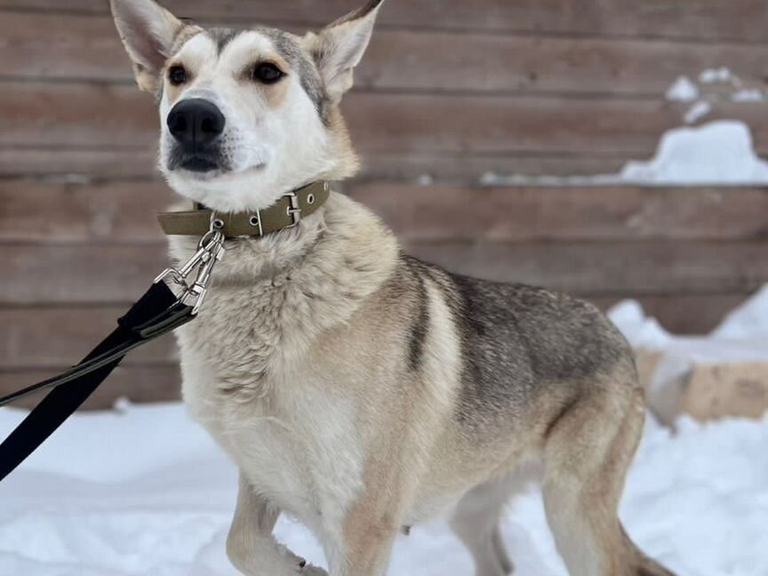 Собака Кода в хорошие руки