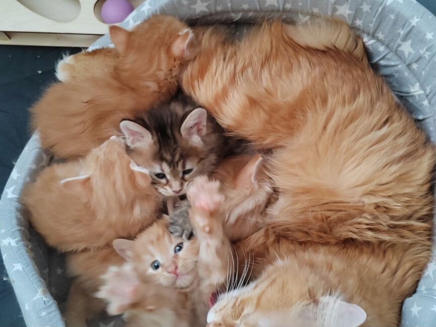Котята курильского бобтейла