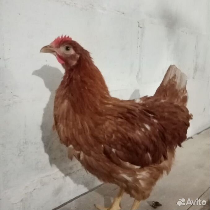 Продаётся молодка, кур несушек Ломан Браун