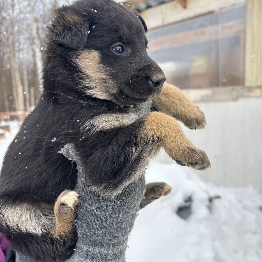 Щенки