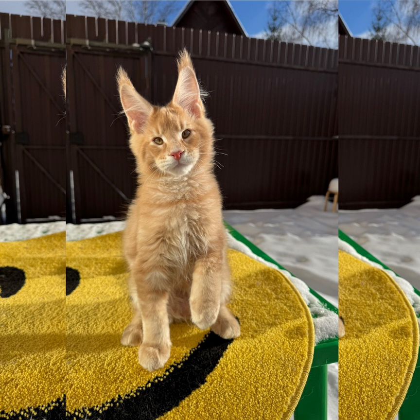 Смешной игривый непоседа