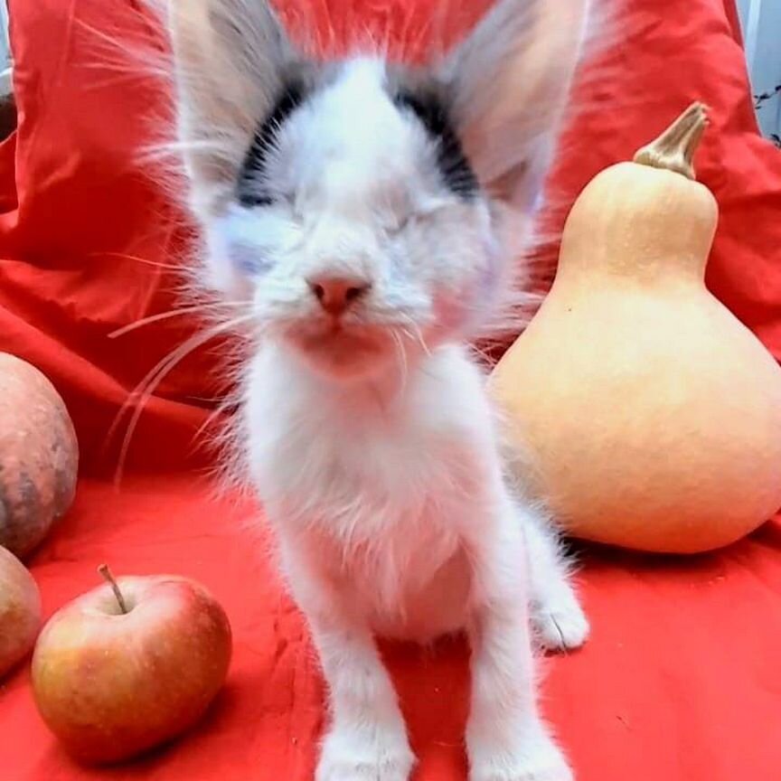 Слепому Архызику должно повезти