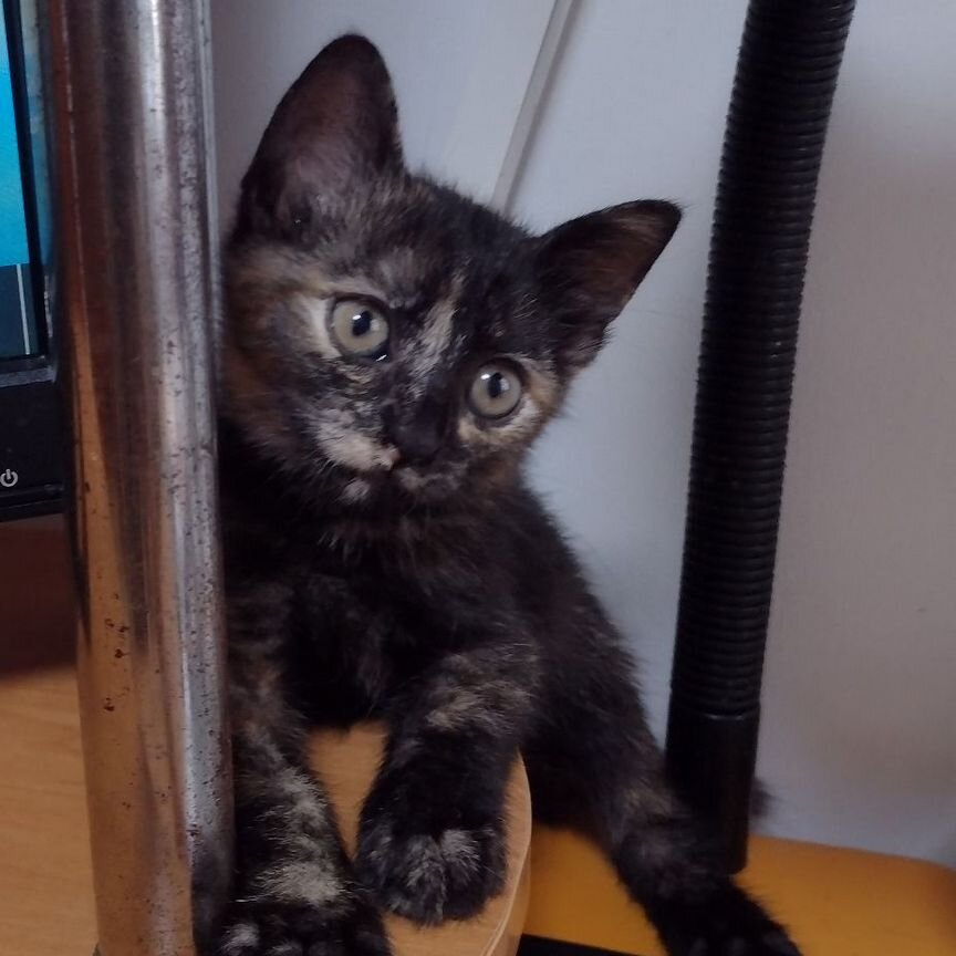 Метис шотландки ищет дом