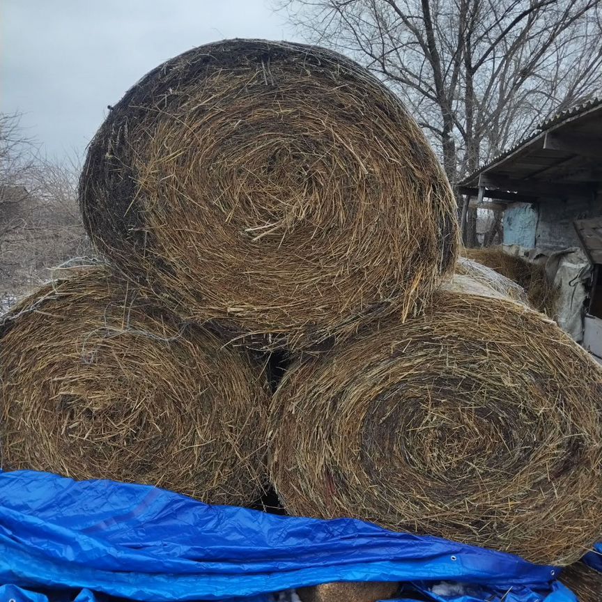 Сено в рулонах лугавое