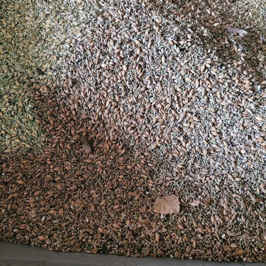 Отходы ячменя после сортировки