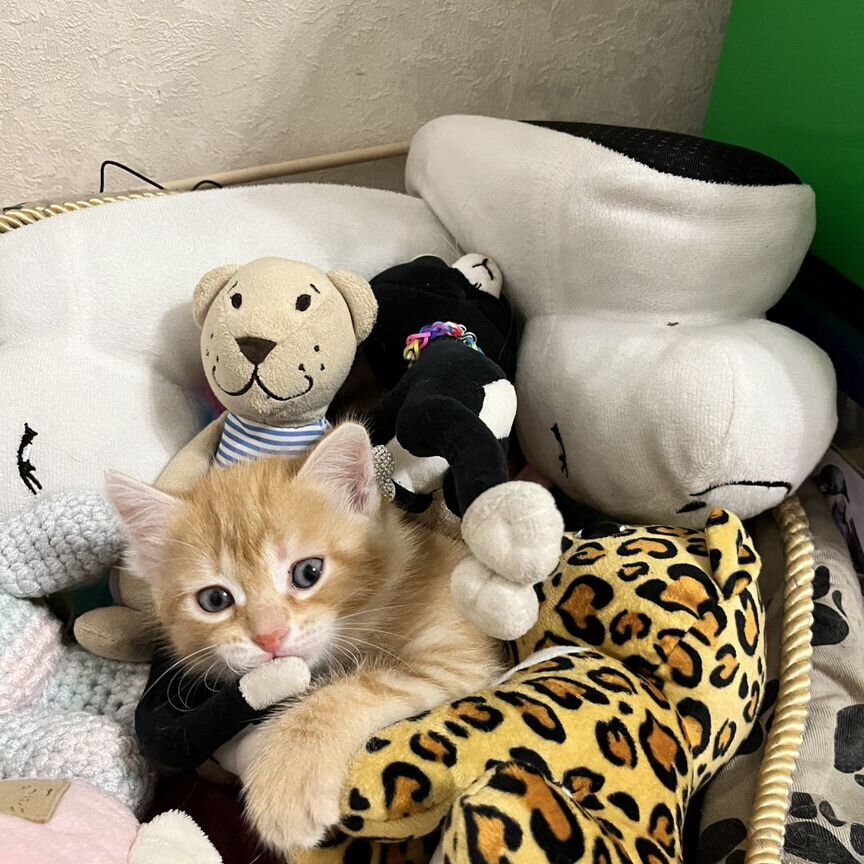 Котята в добрые руки бесплатно мальчик