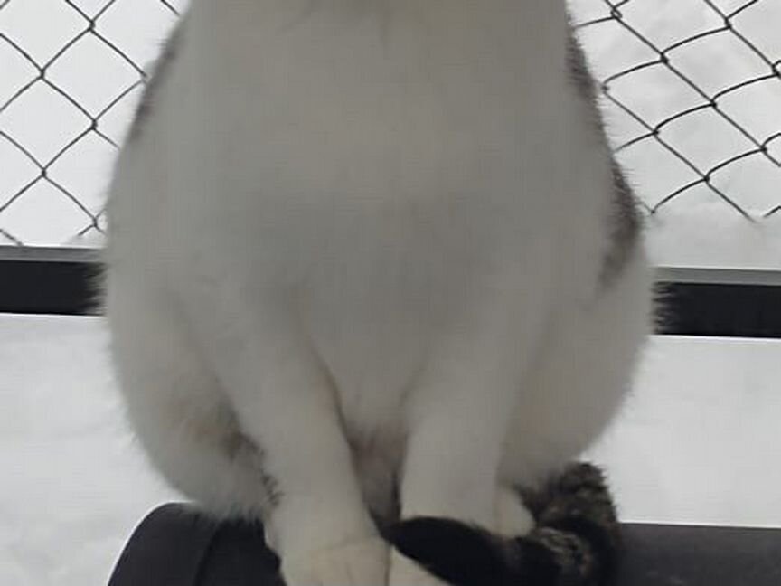Котята 6 месяцев