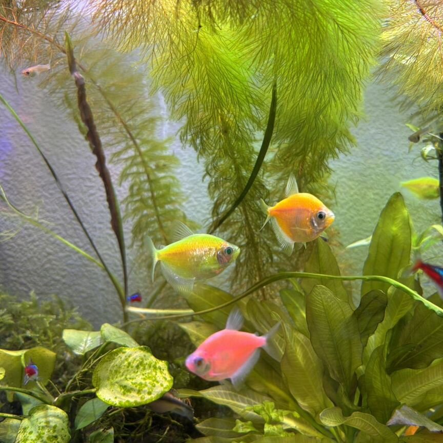 Отдам рыб тернеций GloFish 5шт бесплатно