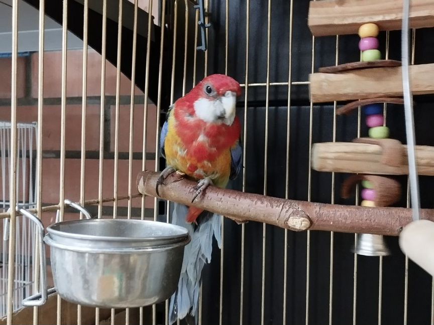 Попугай розелла с клеткой