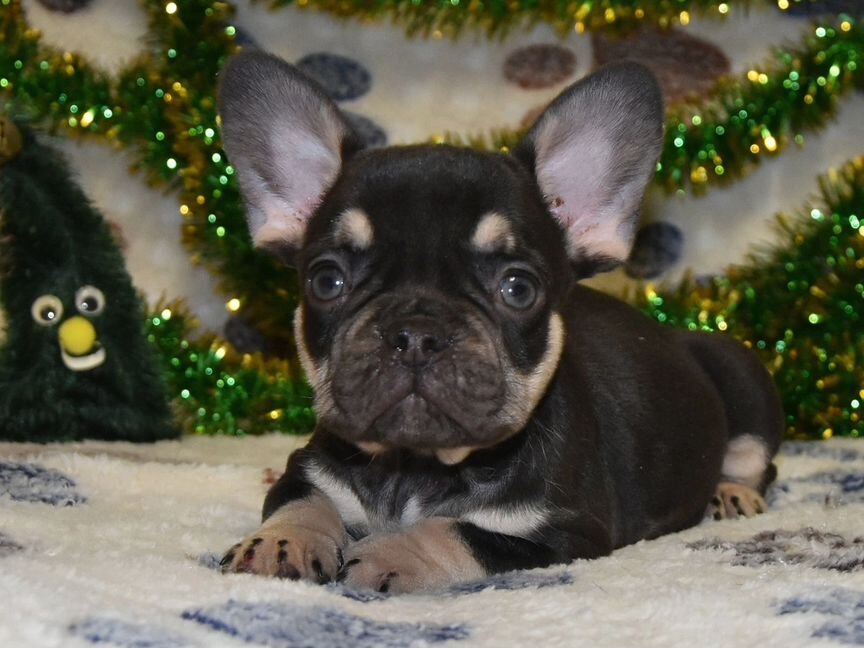 Девочка какао тан