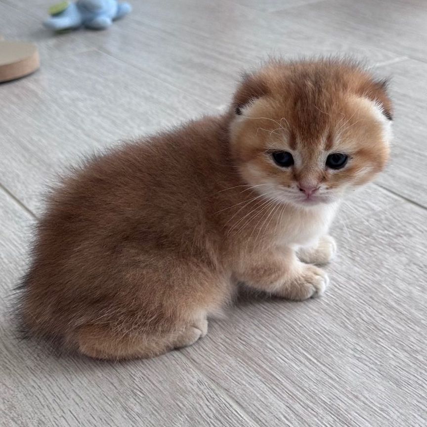Шотландский вислоухий короткошёрстный котёнок
