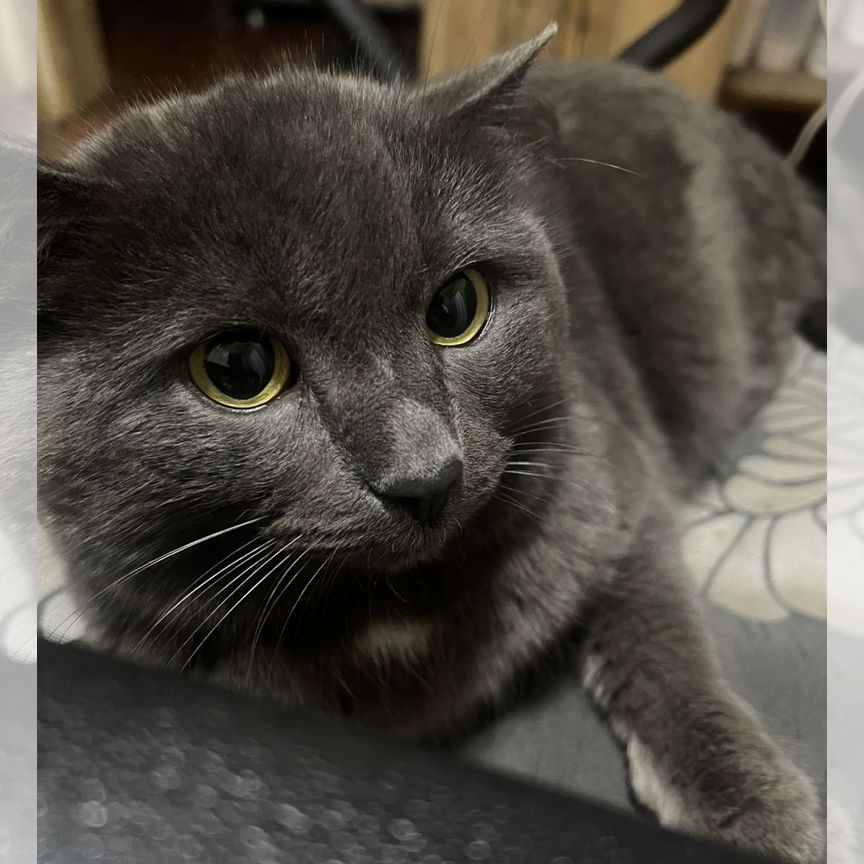 Кот