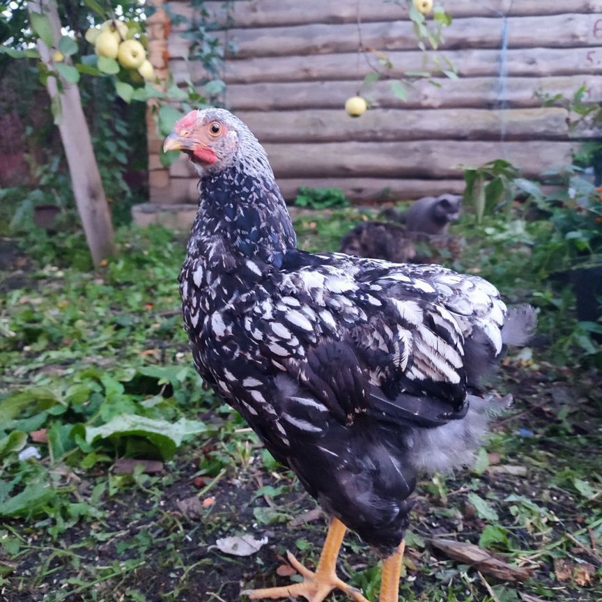 Кура Виандот