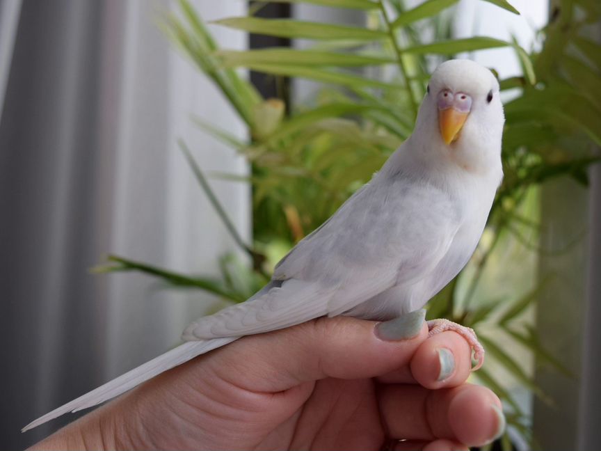 Птенец волнистых попугаев, самка