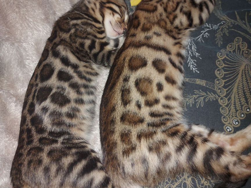Бенгальские котята