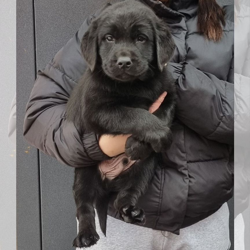 Лабрадор-ретривер, щенок