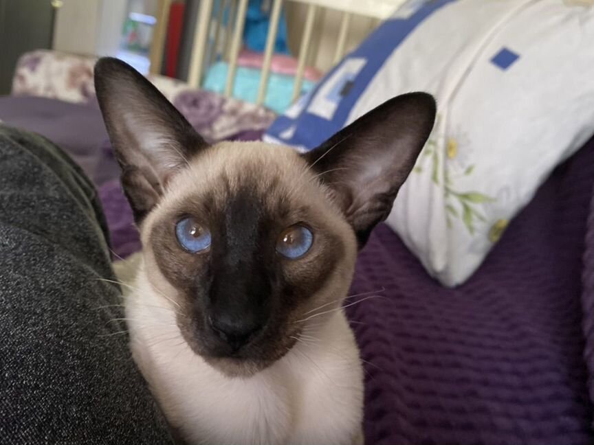 Ориентальный кот