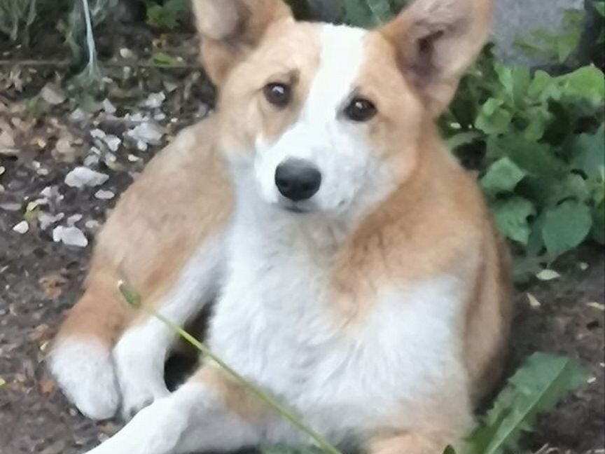 Собака в добрые руки