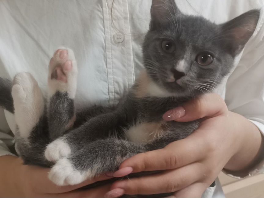 Котята серые