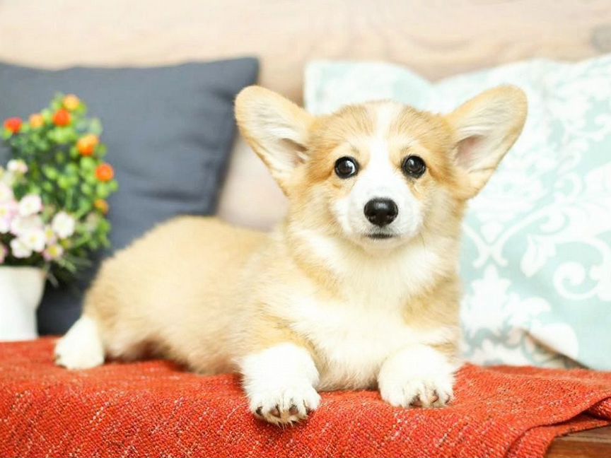 Вельштерьер