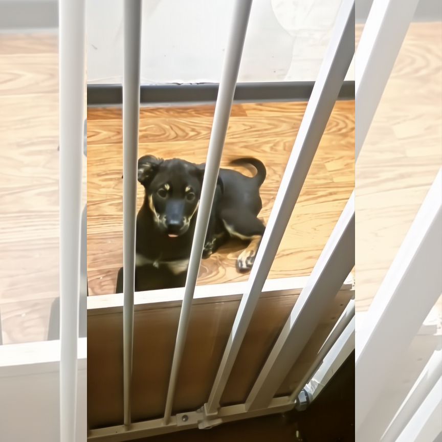 Щенок в добрые руки