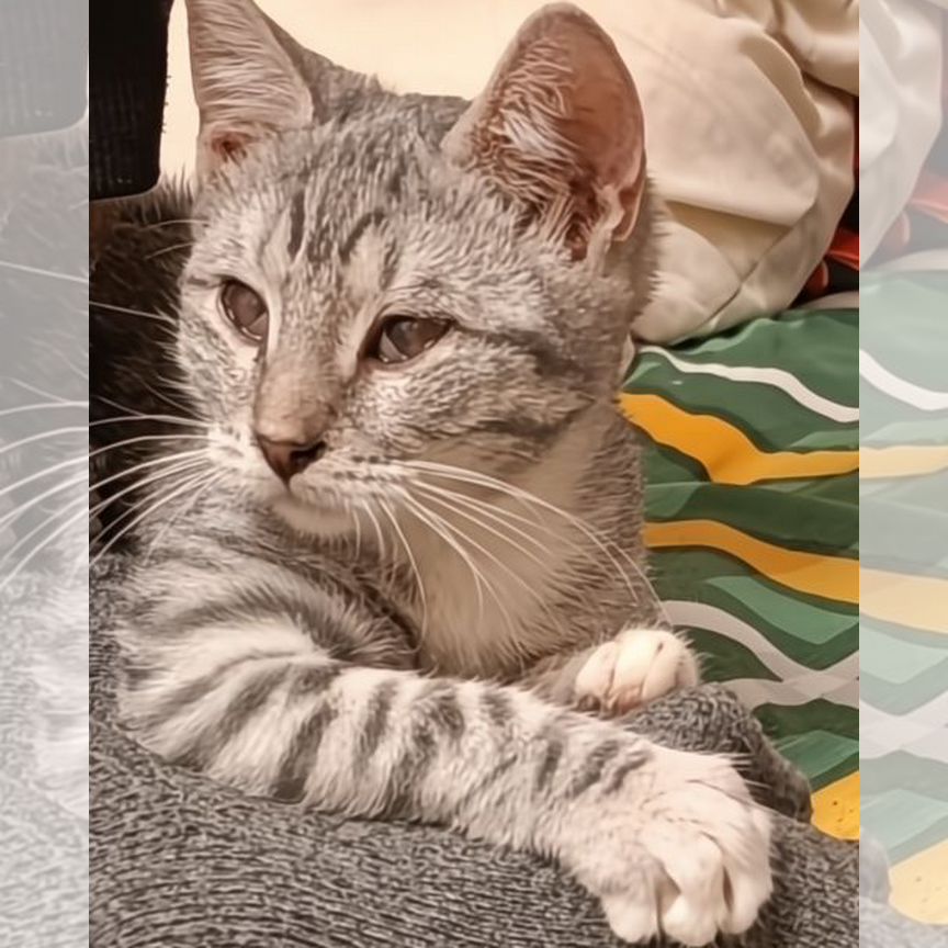 Котёнок в добрые руки