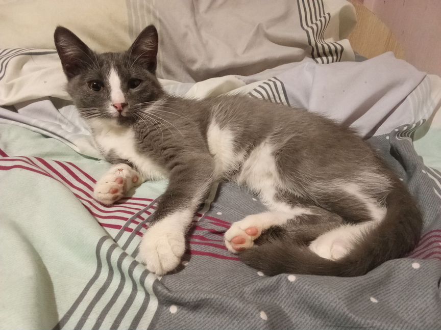 Котенок в добрые руки