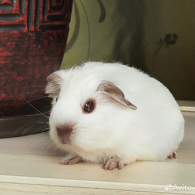 Мальчик морская свинка калифорния