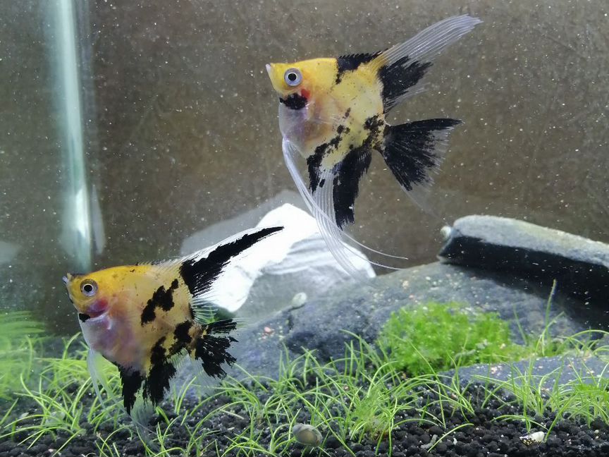 Отдам 2 скалярий