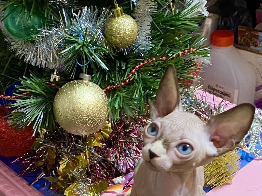 Прелестный голопопик