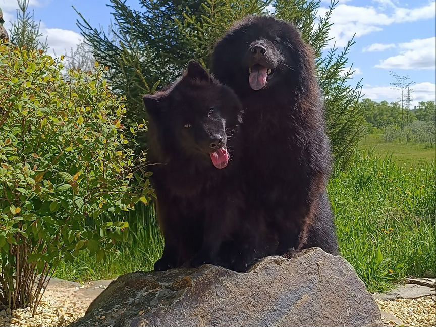 Чёрный кобель евразиер