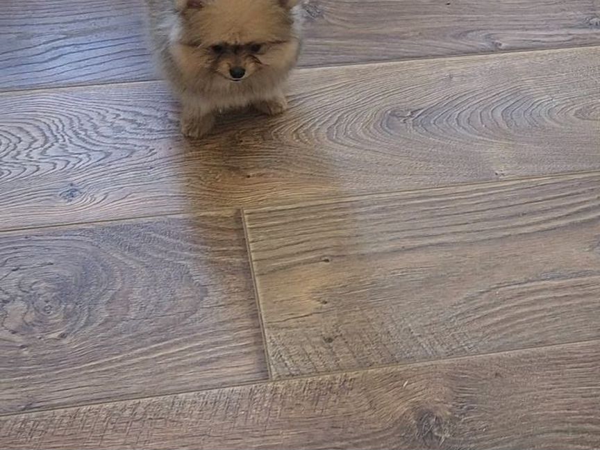 Померанский шпиц медвежьего типа