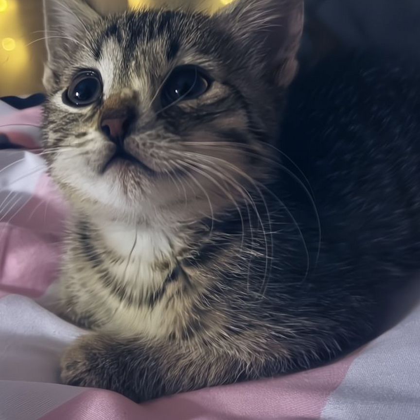 Котёнок в добрые руки