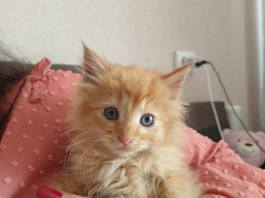 Котенок бесплатно