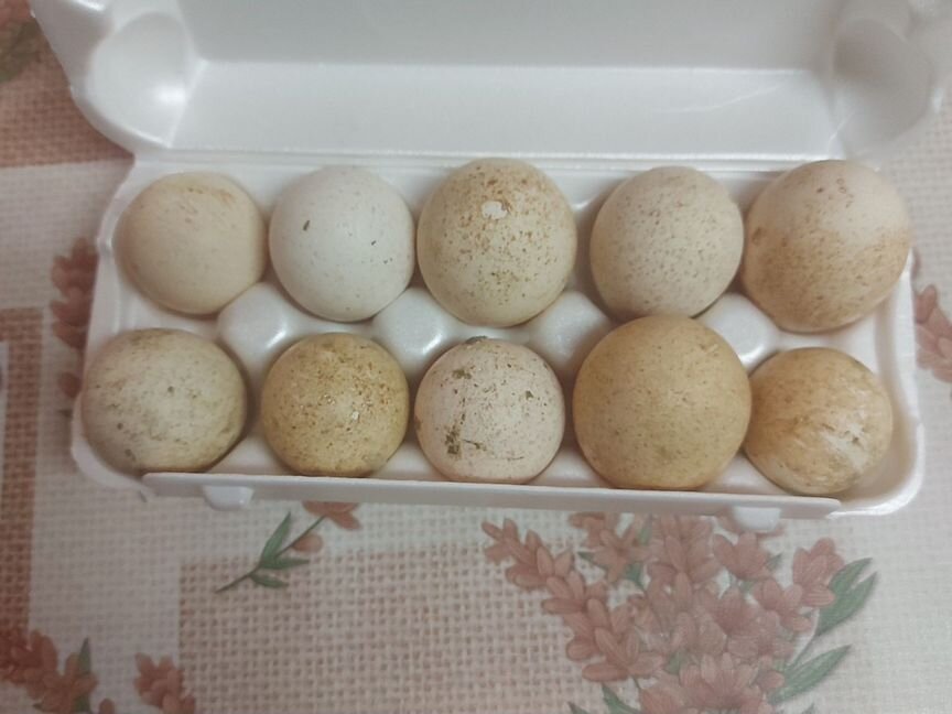 Инкубационное яйцо индейки