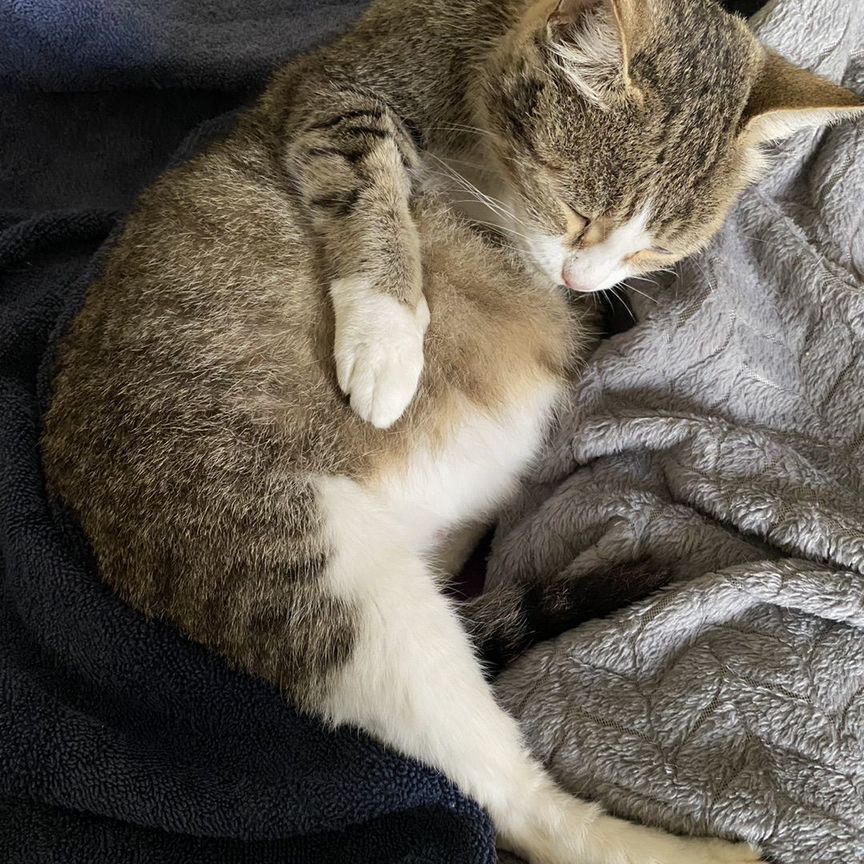 Помогите спасти кошку