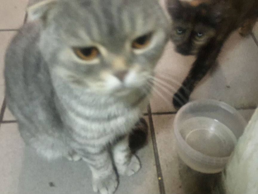 Несчастные котята ищут дом. SOS