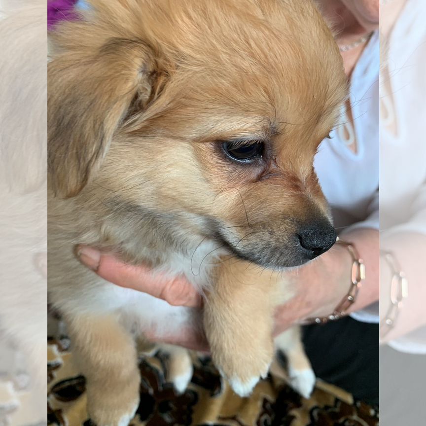 Померанский шпиц, щенок