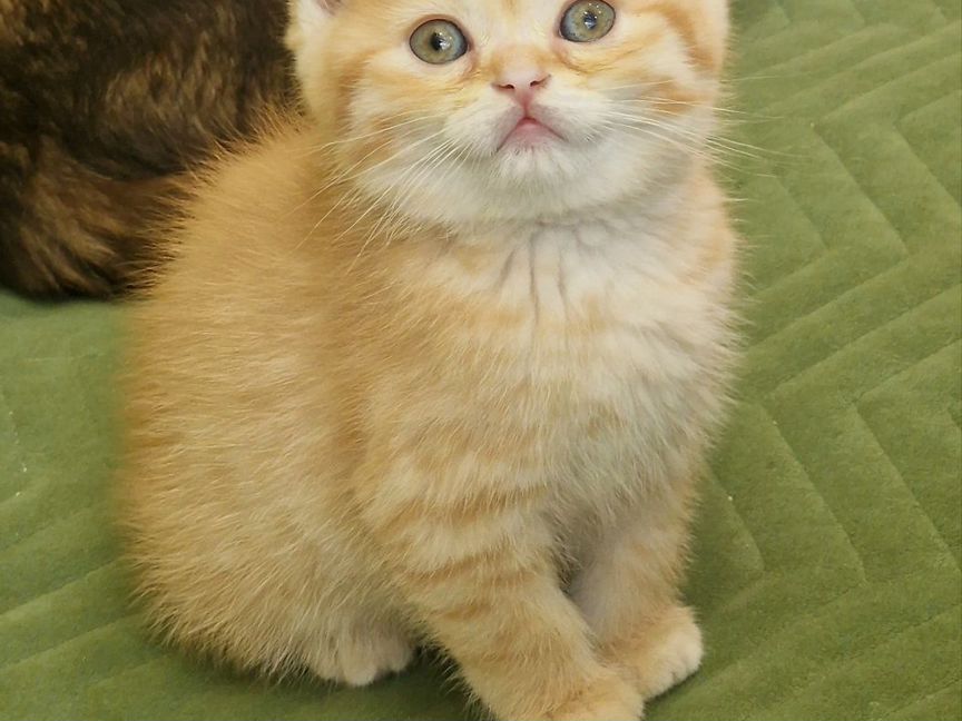 Шотландская