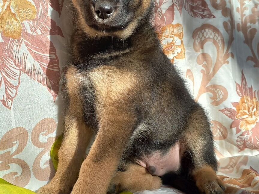 Щенок 2 месяца