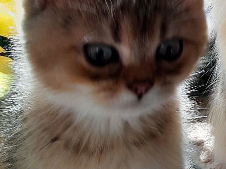 Амирчик Британский котик Золотая шиншилла