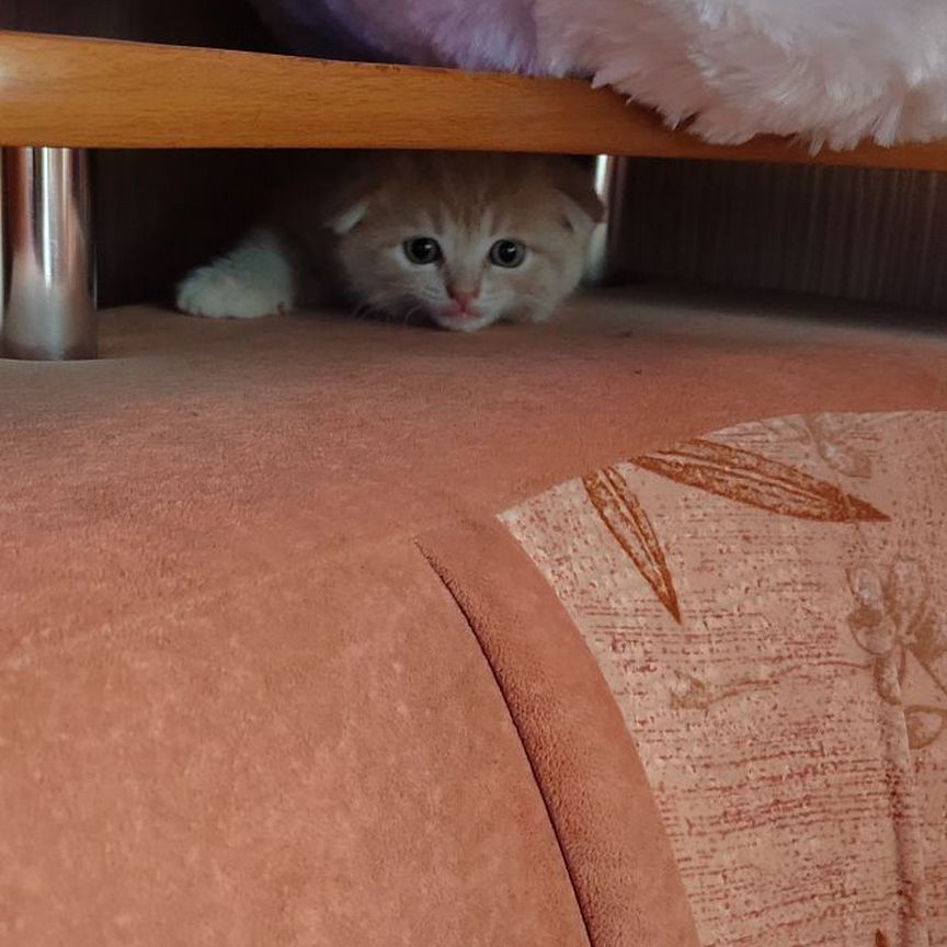 Шотланский котенок