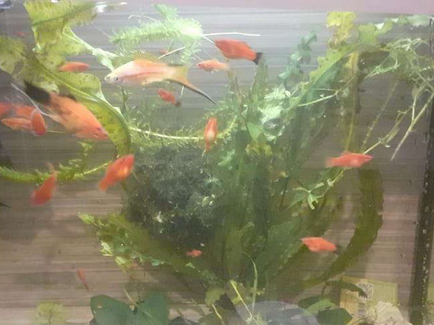 Меченосцы рубин